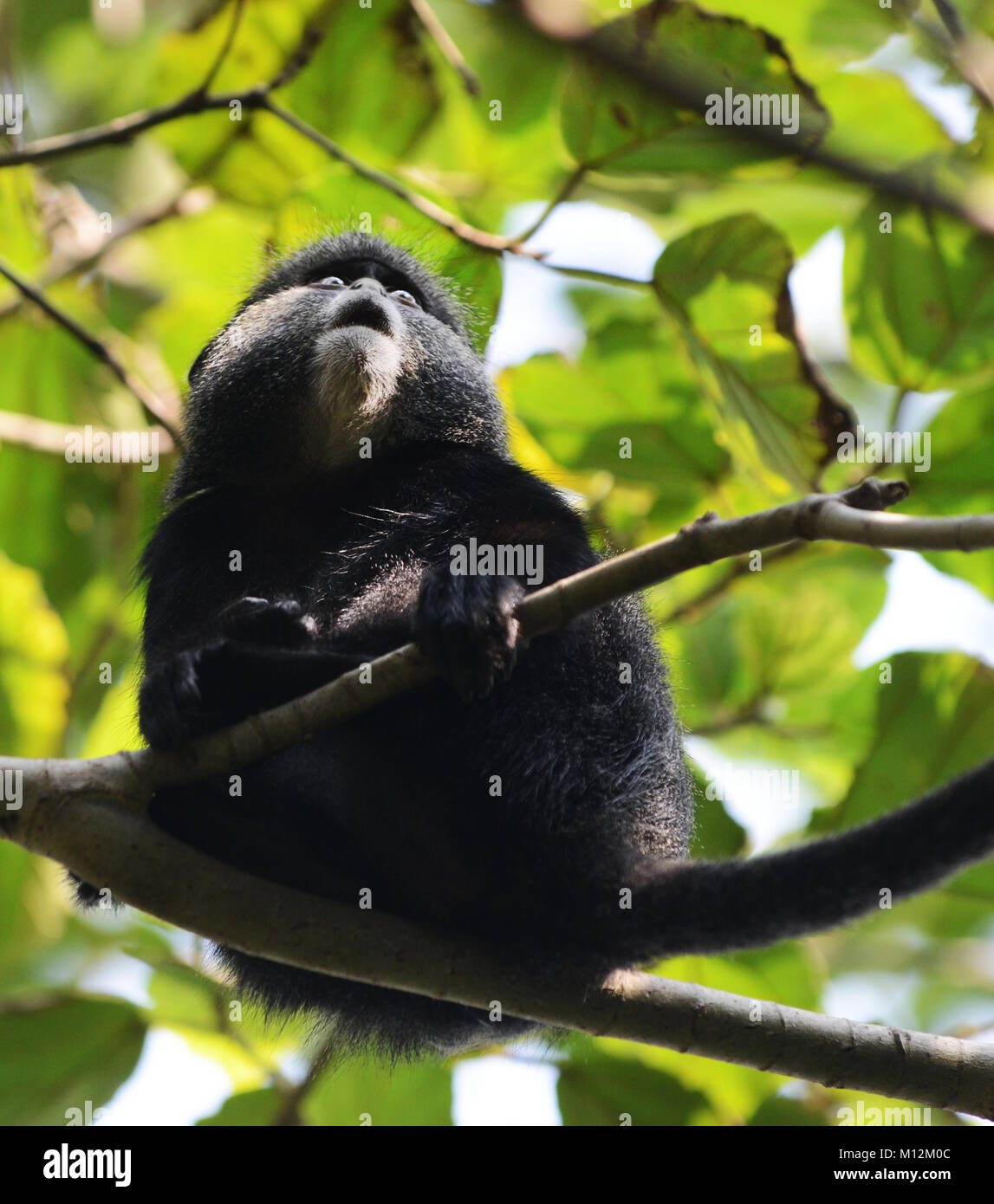 A Blue Monkey in Virunga national park in Eastern Congo Stock Photo - Alamy