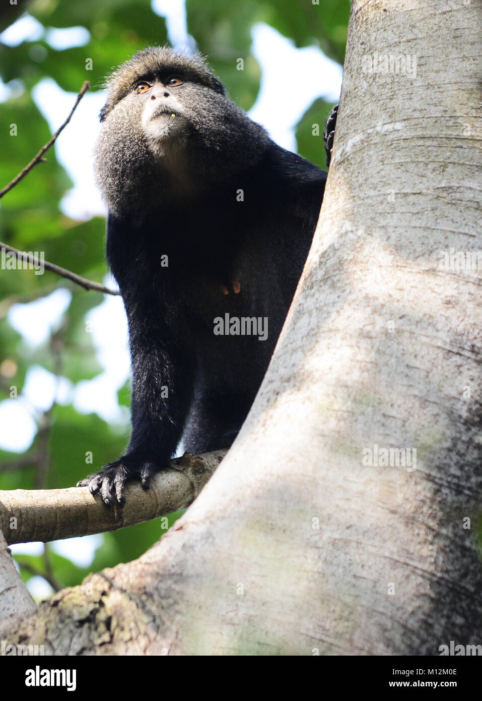 Congo monkey hi-res stock photography and images - Alamy