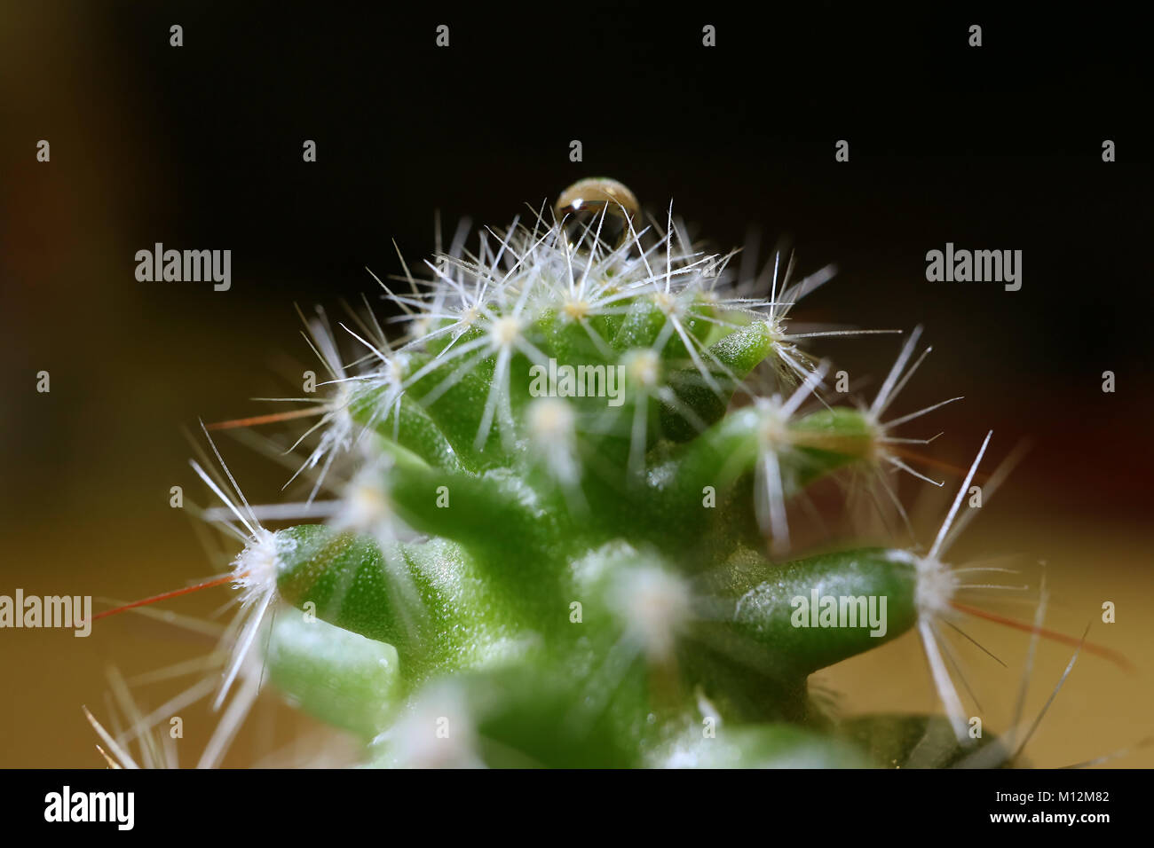 Mini Cactus Plants with Crystal Clear Water Droplet at the Top ...