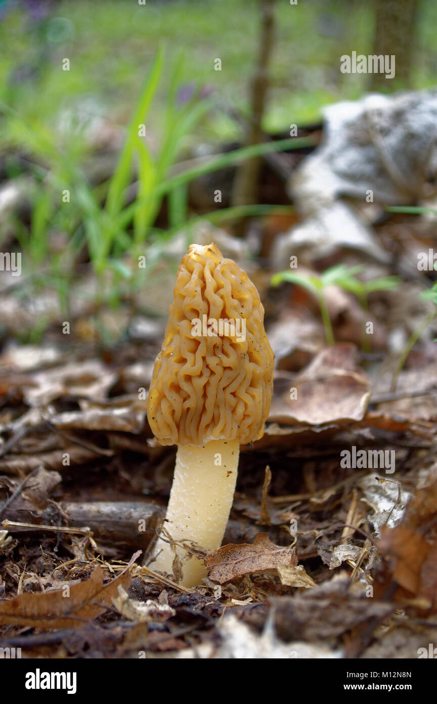 Morel mushroom in the wood closeup Stock Photo - Alamy