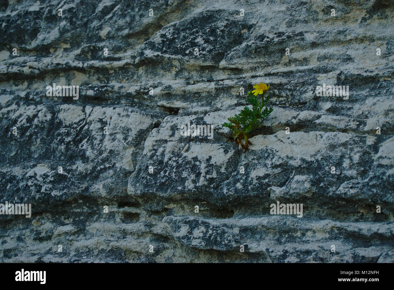 Lone flower hi-res stock photography and images - Alamy