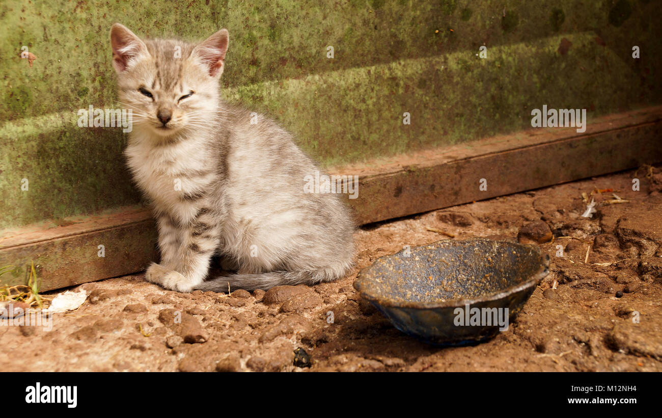 Cat in Peru Stock Photo - Alamy