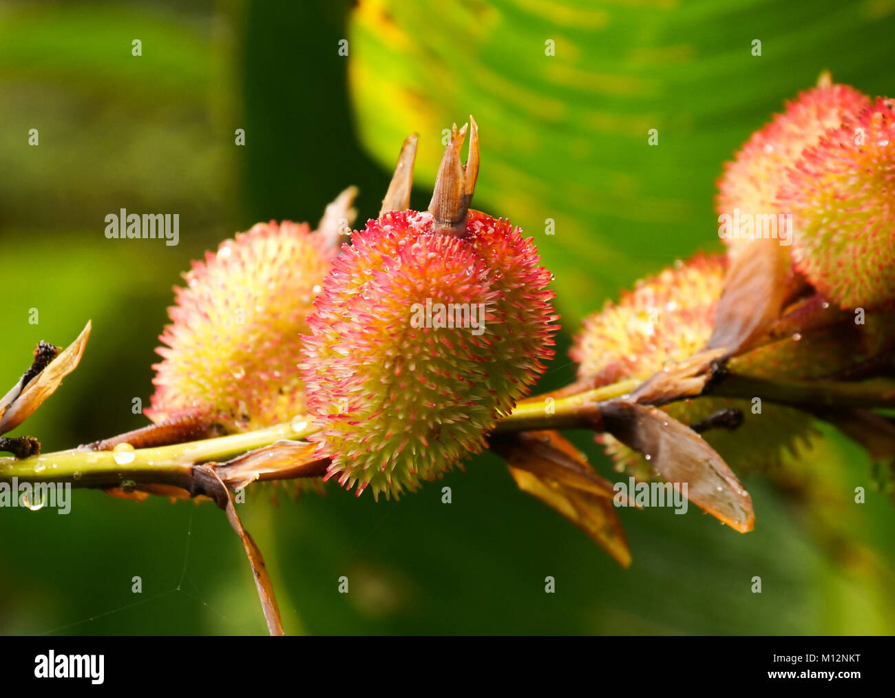 Lychee flower hi-res stock photography and images - Alamy