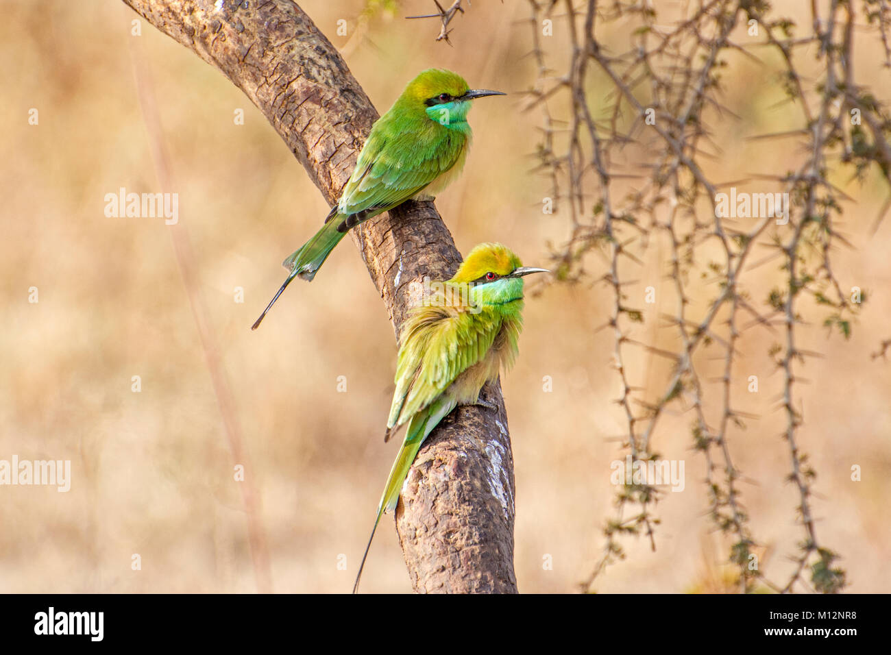 Green Bee Eater Stock Photo - Alamy