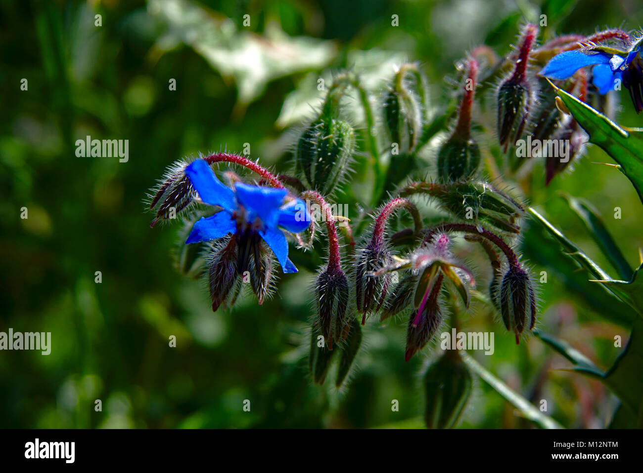 Closeup of blue wildflower Stock Photo - Alamy