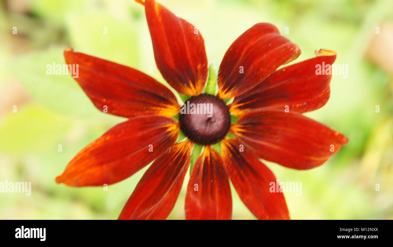 Coral coneflower hi-res stock photography and images - Alamy