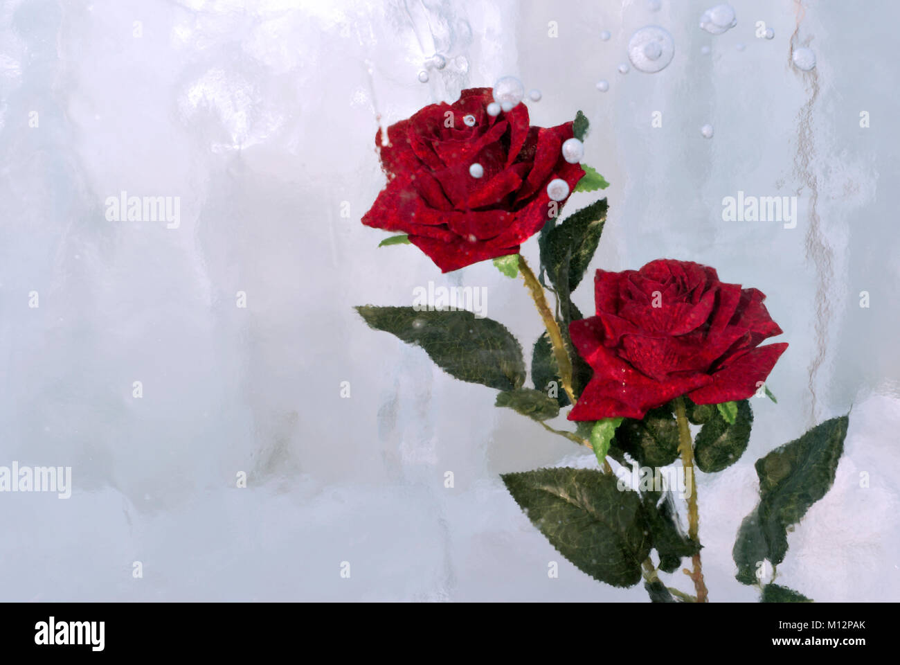 two scarlet roses, frozen in a cloudy ice with bubbles, closeup Stock ...