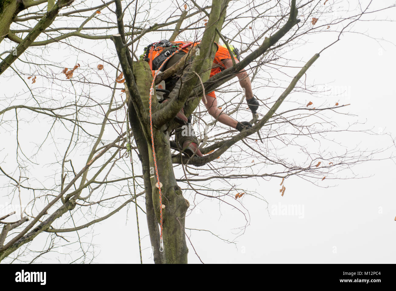 Tree surgeons cutting down hi-res stock photography and images - Alamy
