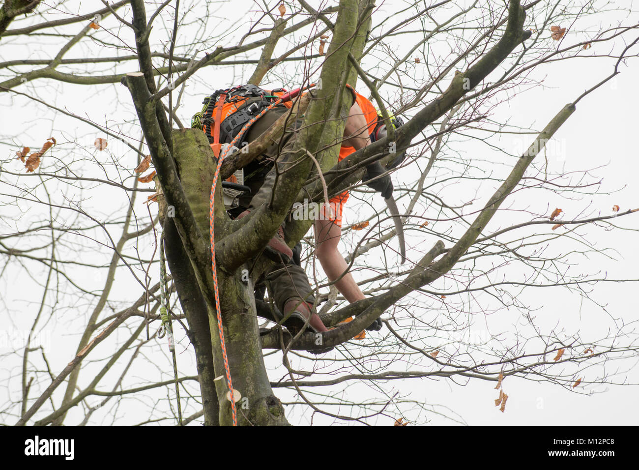 Tree surgeons climbing with ropes and cutting trees Stock Photo - Alamy