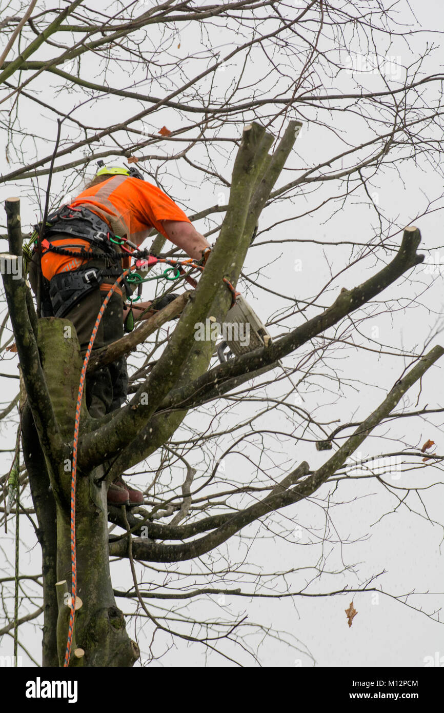 Tree surgeon men at work hi-res stock photography and images - Alamy