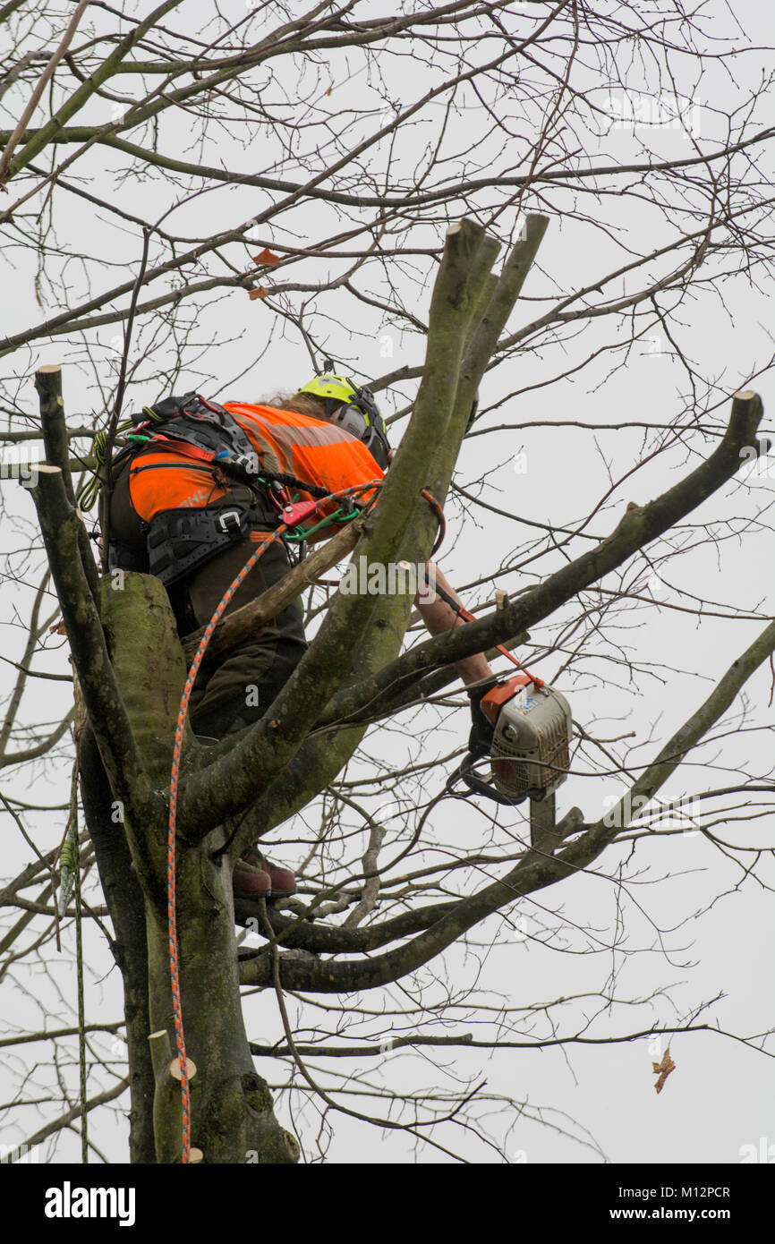 Tree surgeons climbing with ropes and cutting trees Stock Photo - Alamy