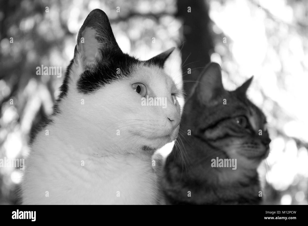 Cats homeless animals Black and White Stock Photos & Images - Alamy