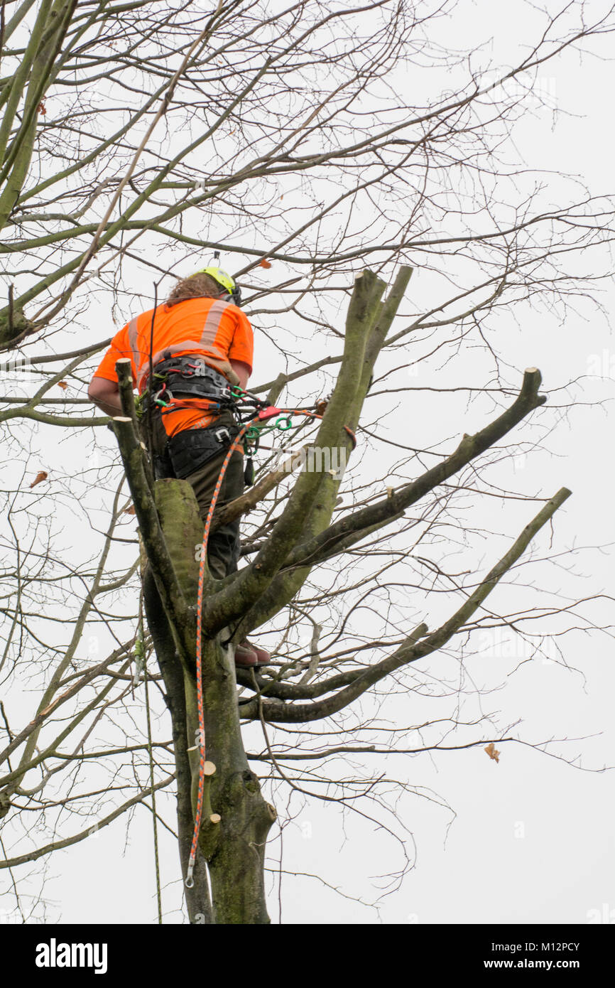 Tree surgeons climbing with ropes and cutting trees Stock Photo - Alamy