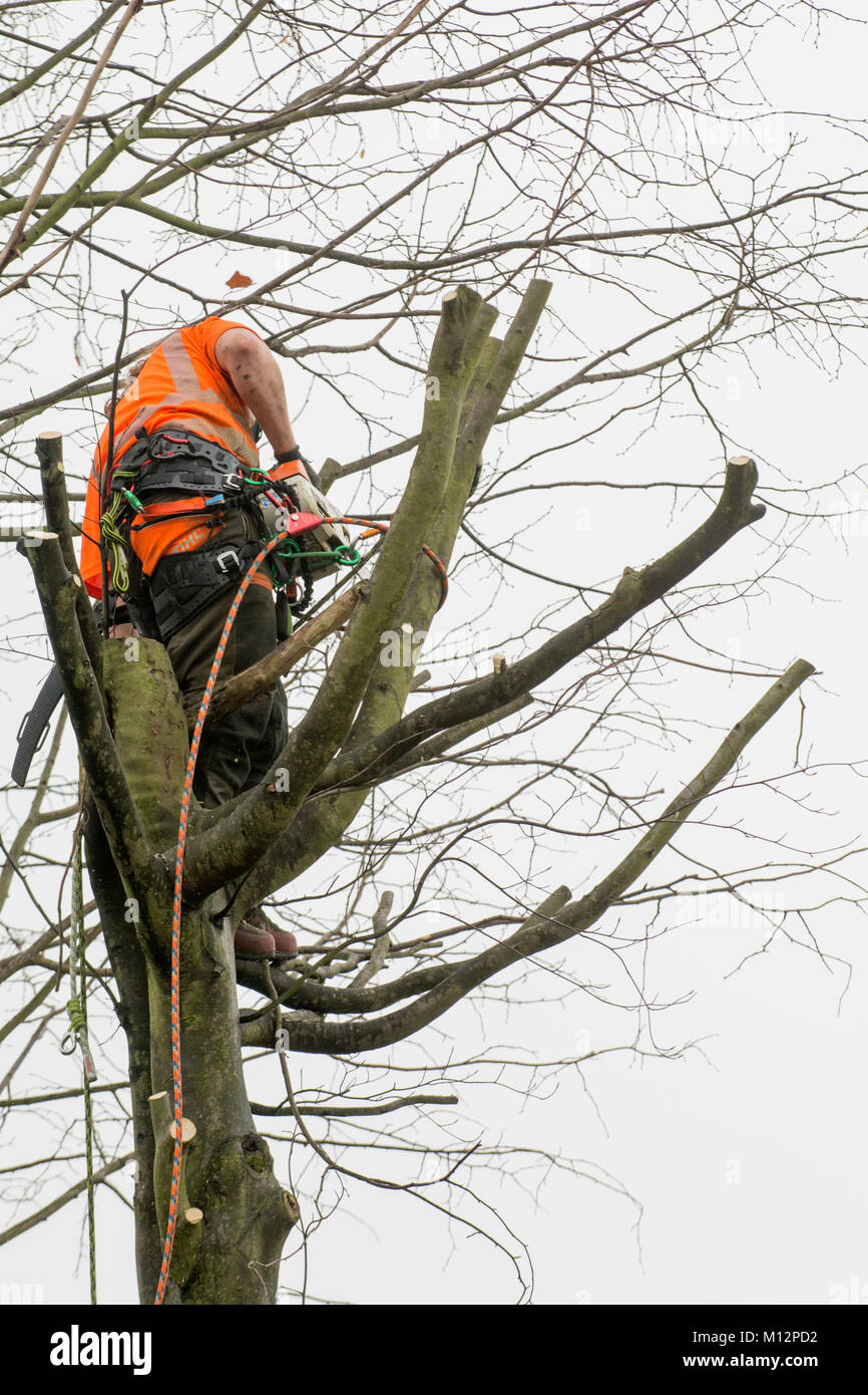 Tree surgeons climbing with ropes and cutting trees Stock Photo - Alamy