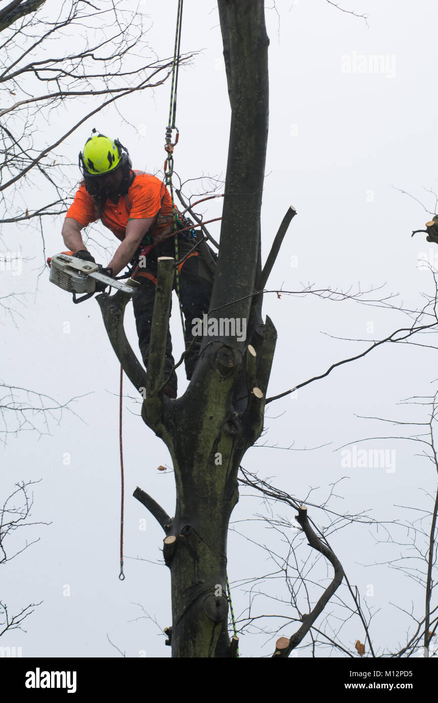 Tree surgeons hi-res stock photography and images - Alamy