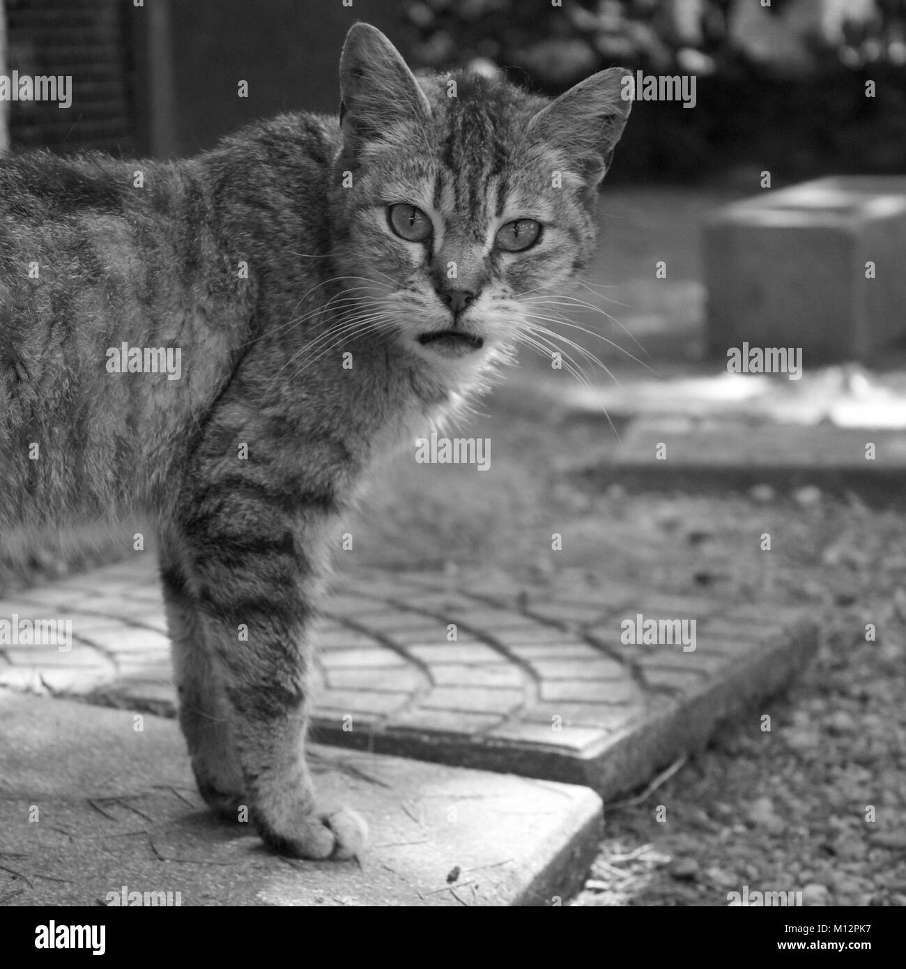 Stray animals Black and White Stock Photos & Images - Alamy
