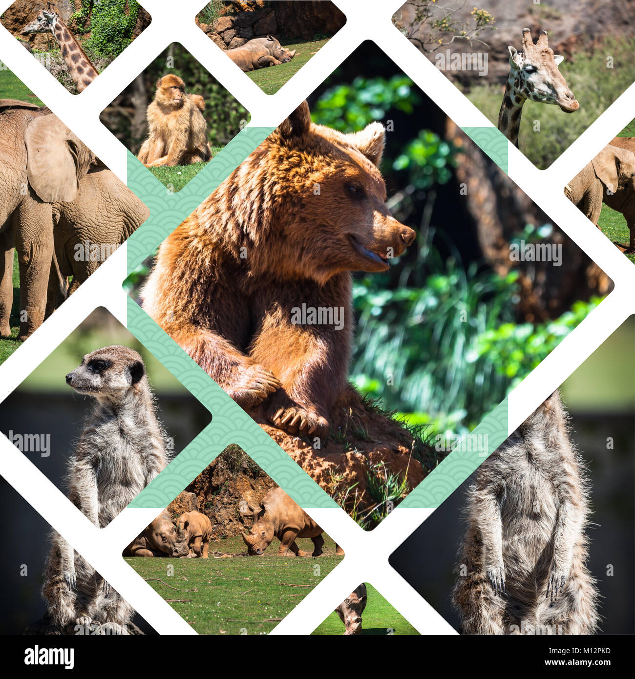 Endangered animals collage hi-res stock photography and images - Alamy