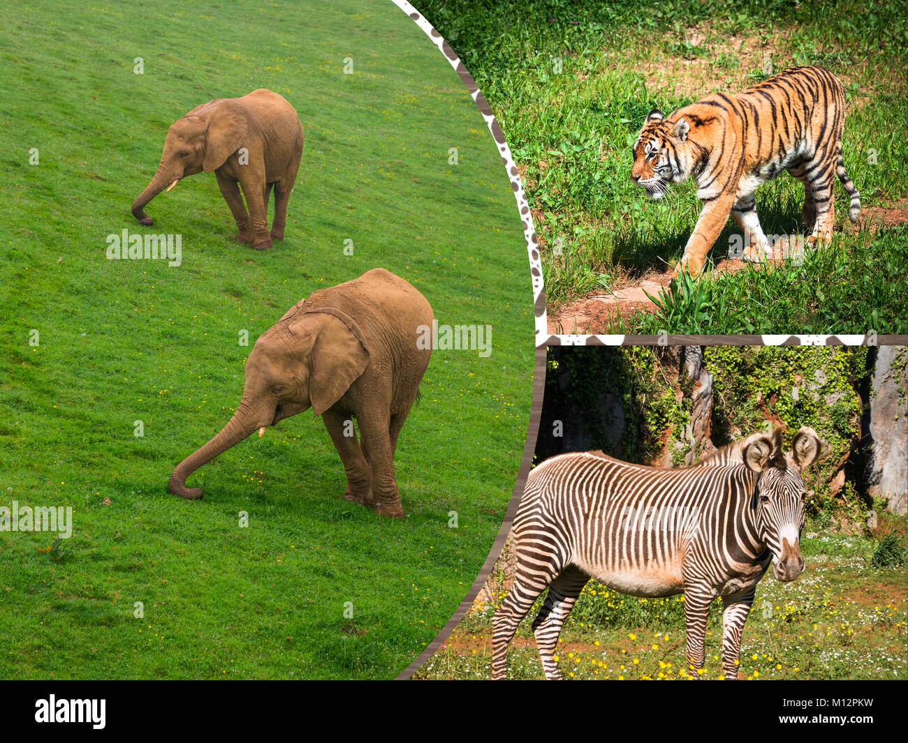 Endangered animals collage hi-res stock photography and images - Alamy