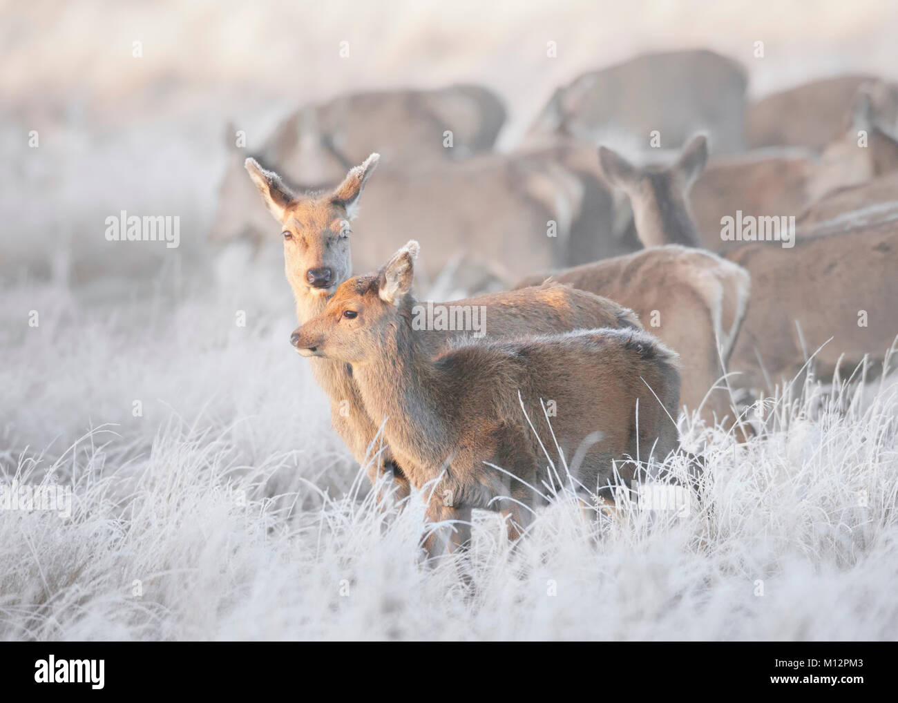 Deer mating hi-res stock photography and images - Alamy