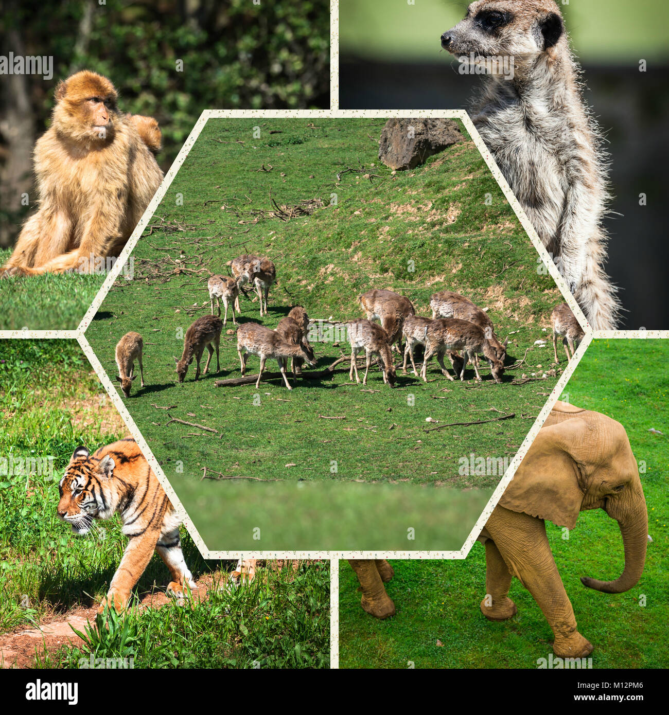 Endangered animals collage hi-res stock photography and images - Alamy