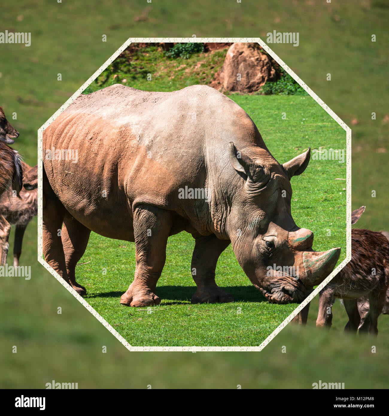 Collage wild african animals Stock Photo - Alamy
