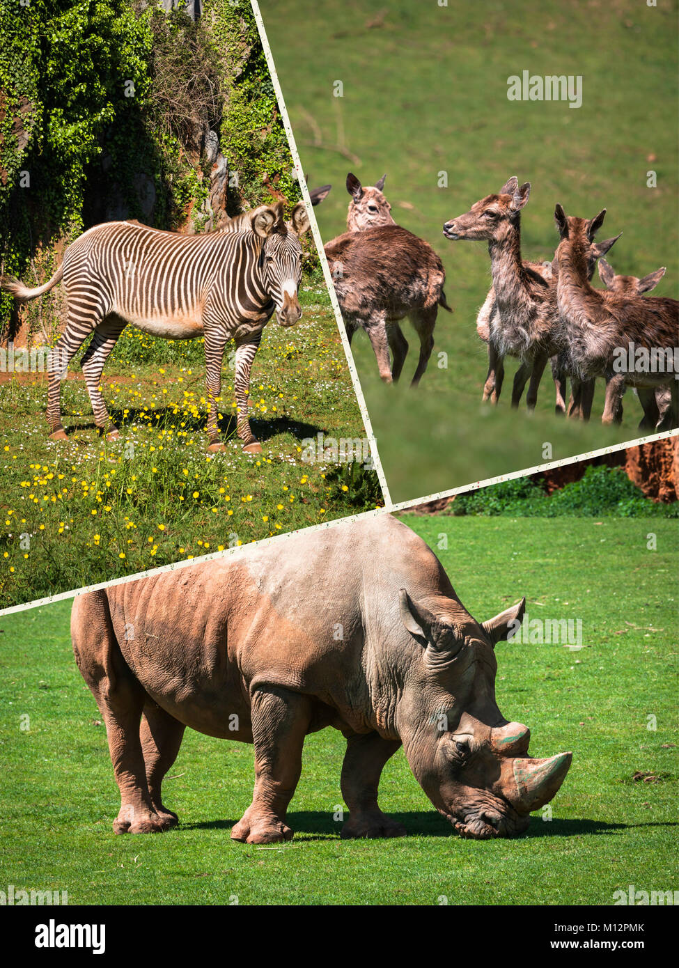 Endangered animals collage hi-res stock photography and images - Alamy