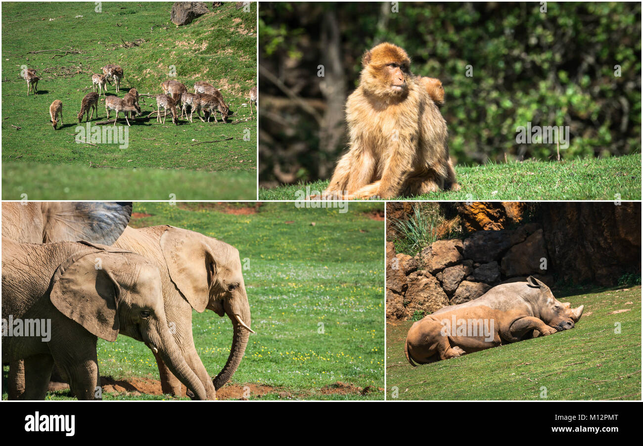 Endangered animals collage hi-res stock photography and images - Alamy