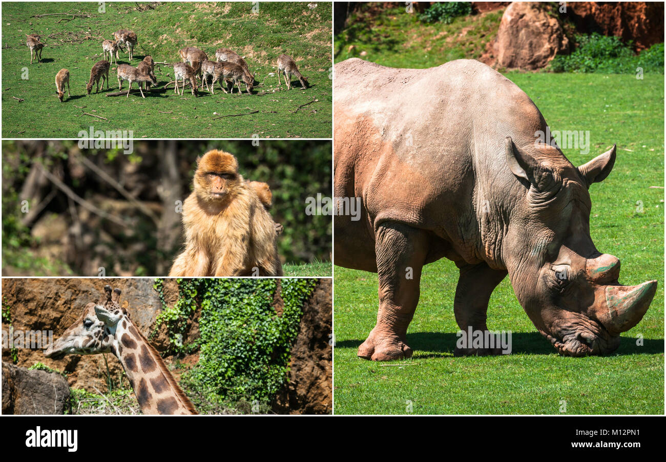 Endangered animals collage hi-res stock photography and images - Alamy