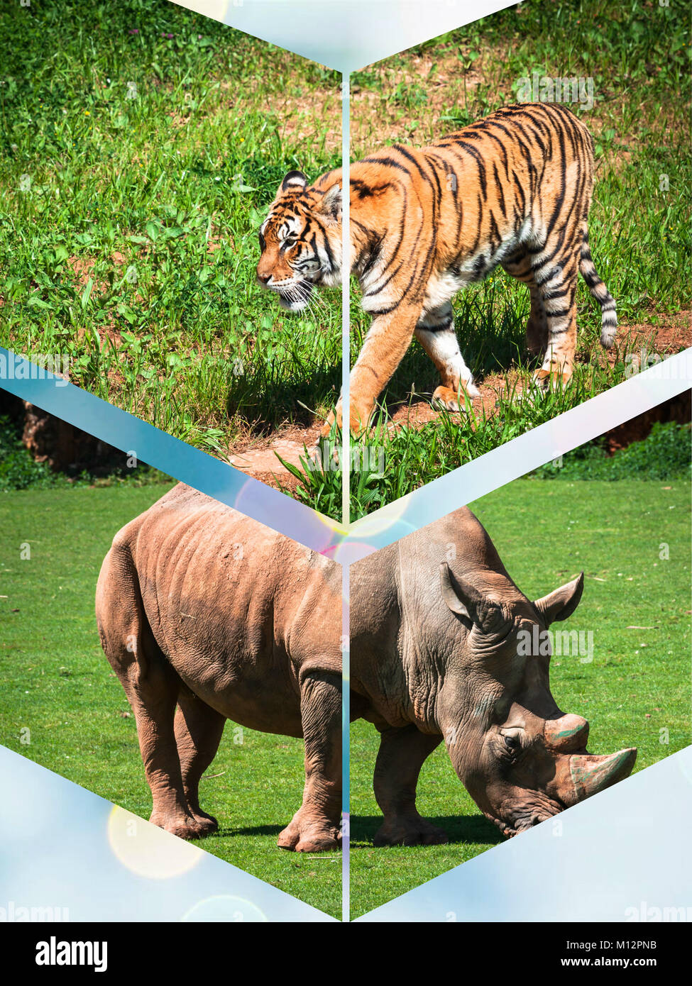 Endangered animals collage hi-res stock photography and images - Alamy