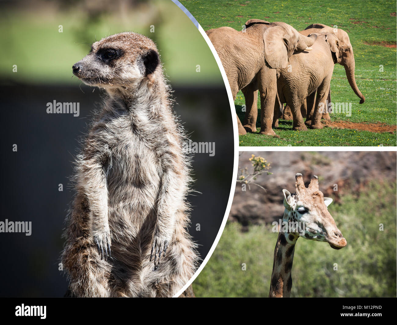 Silhouette african rhino rhino hi-res stock photography and images - Alamy