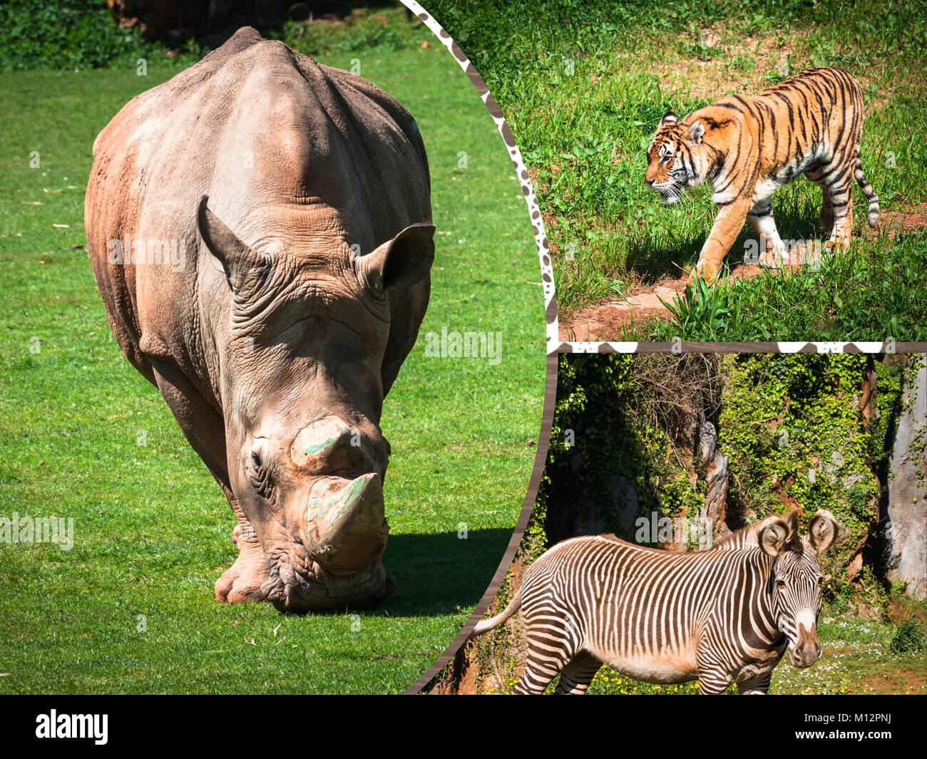 Collage wild african animals Stock Photo - Alamy