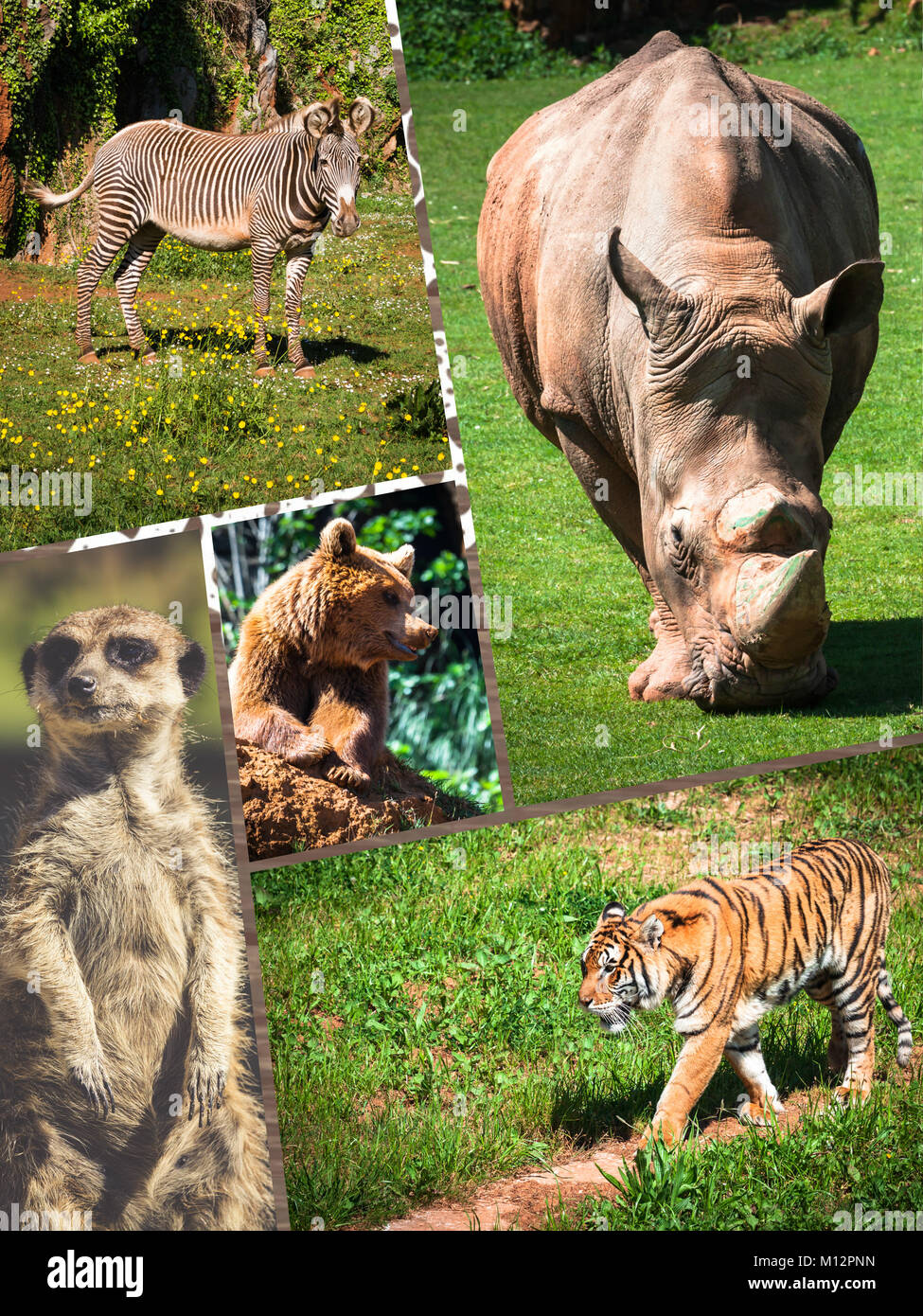 Endangered animals collage hi-res stock photography and images - Alamy