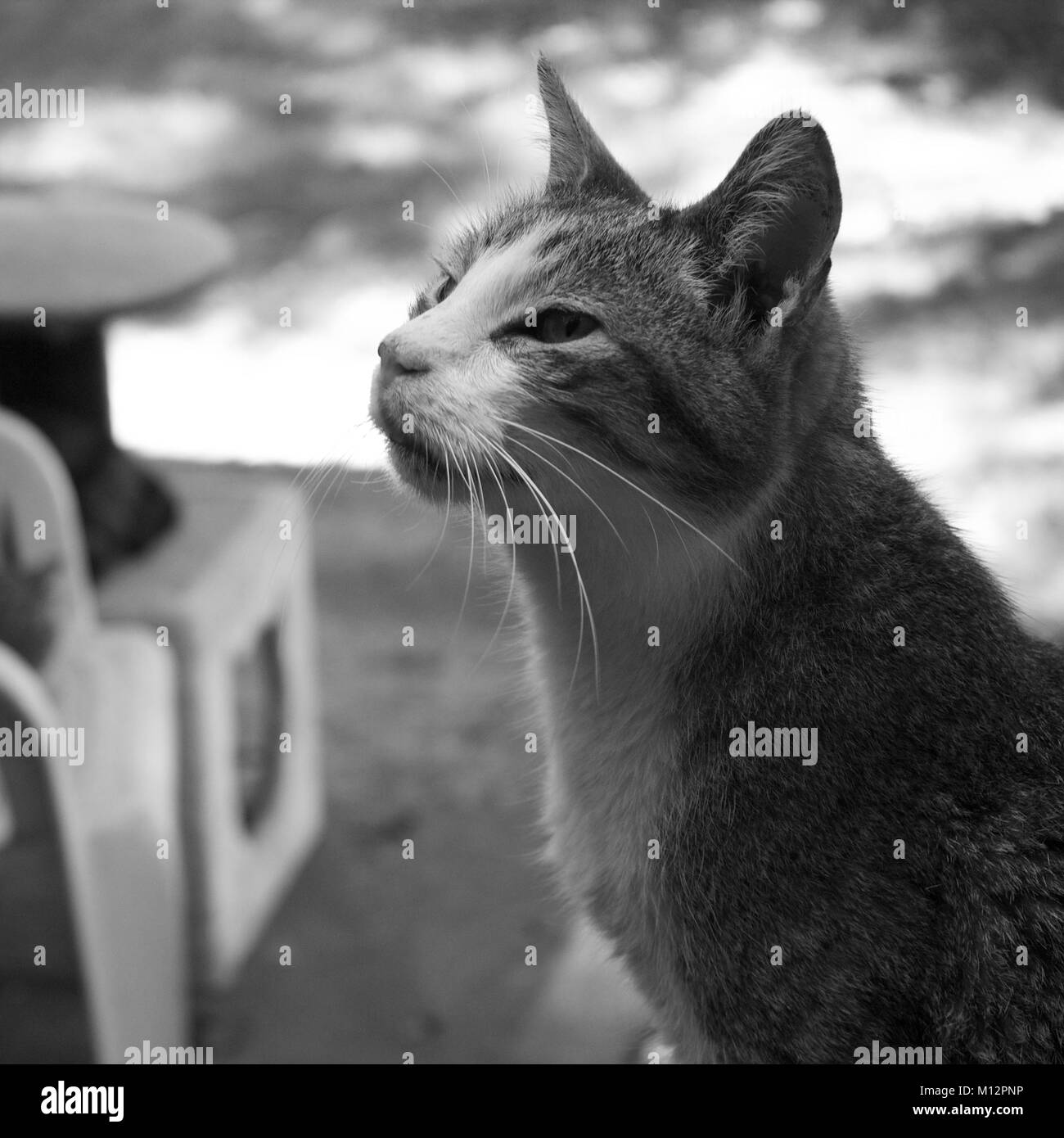 Stray animals Black and White Stock Photos & Images - Alamy