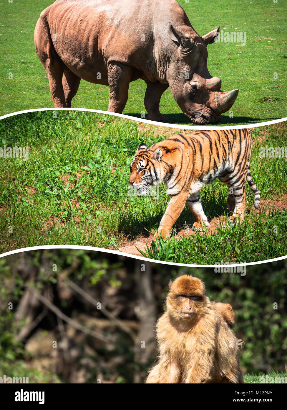 Endangered animals collage hi-res stock photography and images - Alamy