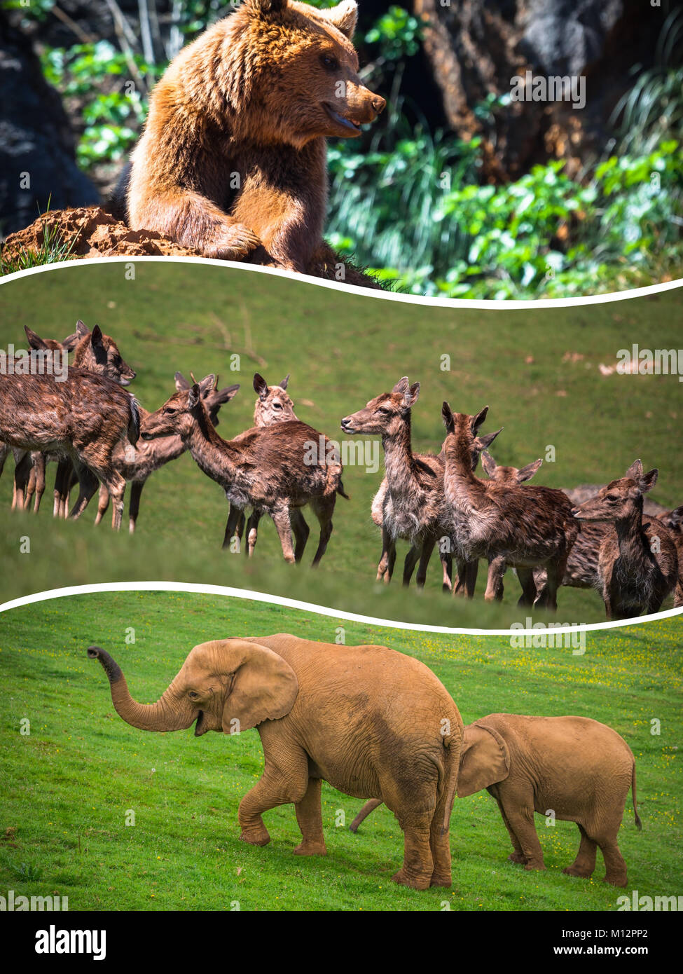 Endangered animals collage hi-res stock photography and images - Alamy