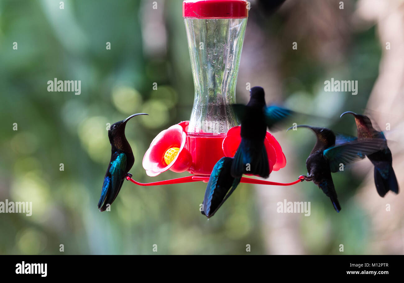 Colibris martinique hi-res stock photography and images - Alamy