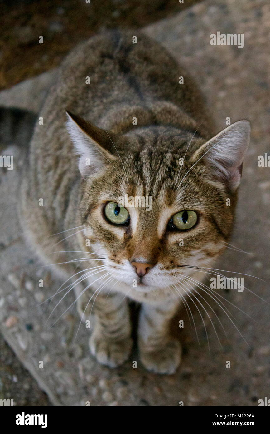Adopt a stray cat hi-res stock photography and images - Alamy