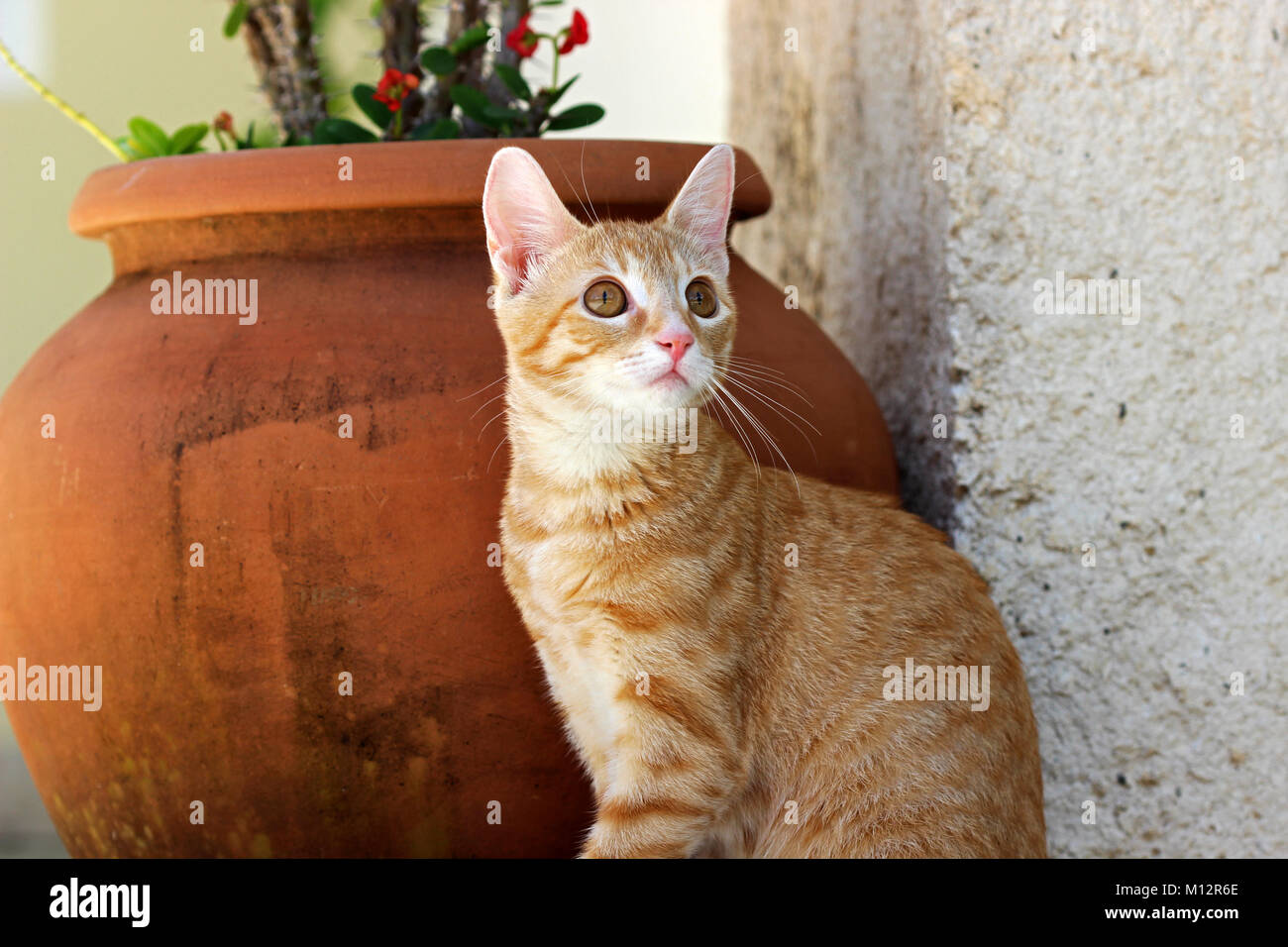 Adorable orange kitten hi-res stock photography and images - Alamy