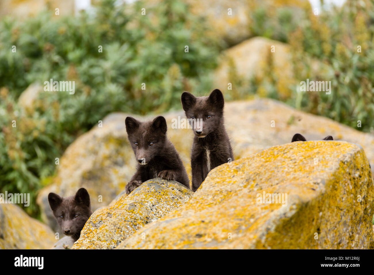 Arctic fox alopex lagopus kit hi-res stock photography and images - Alamy