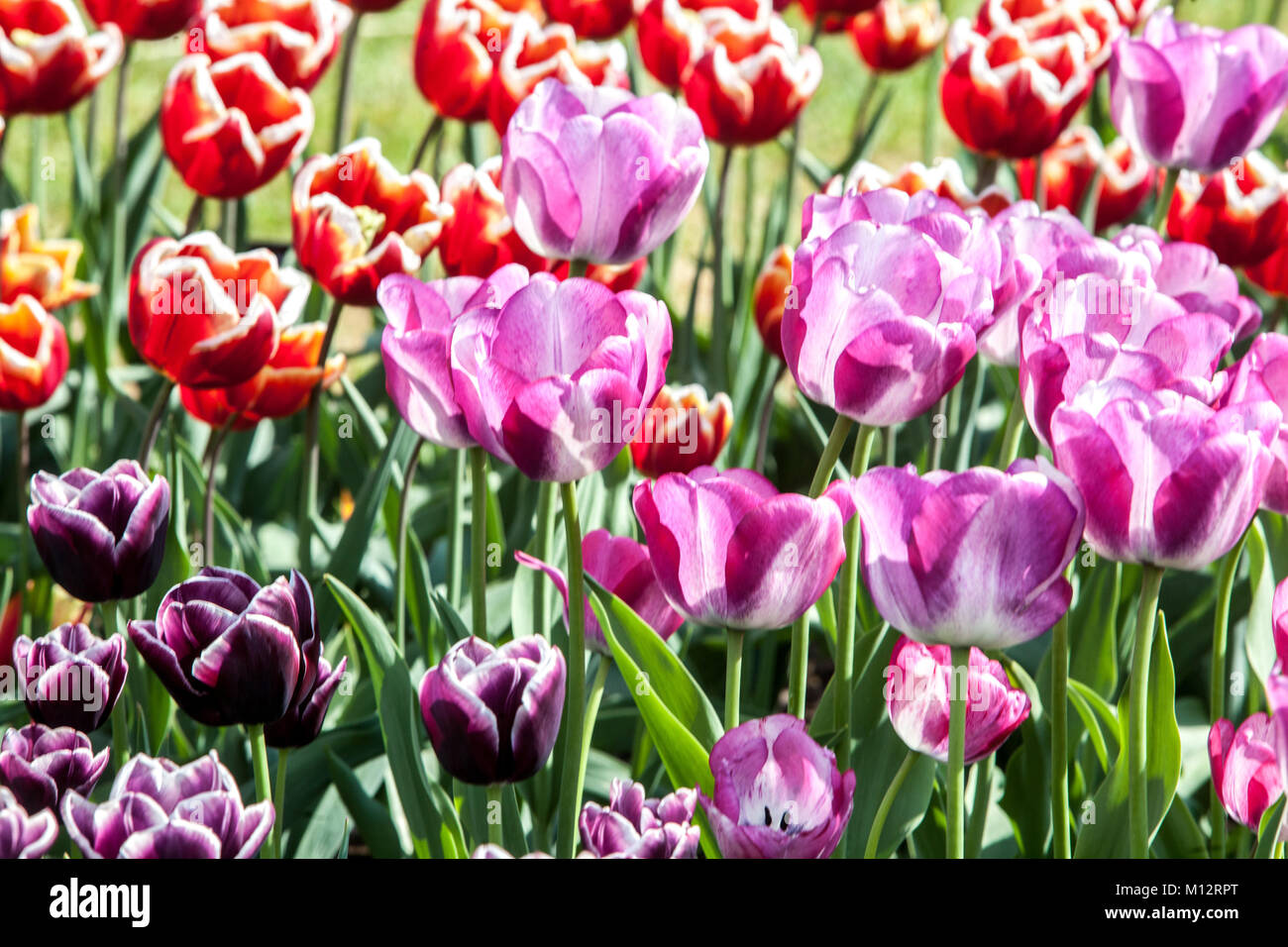 Flower bed full of colorful tulips in garden Stock Photo - Alamy