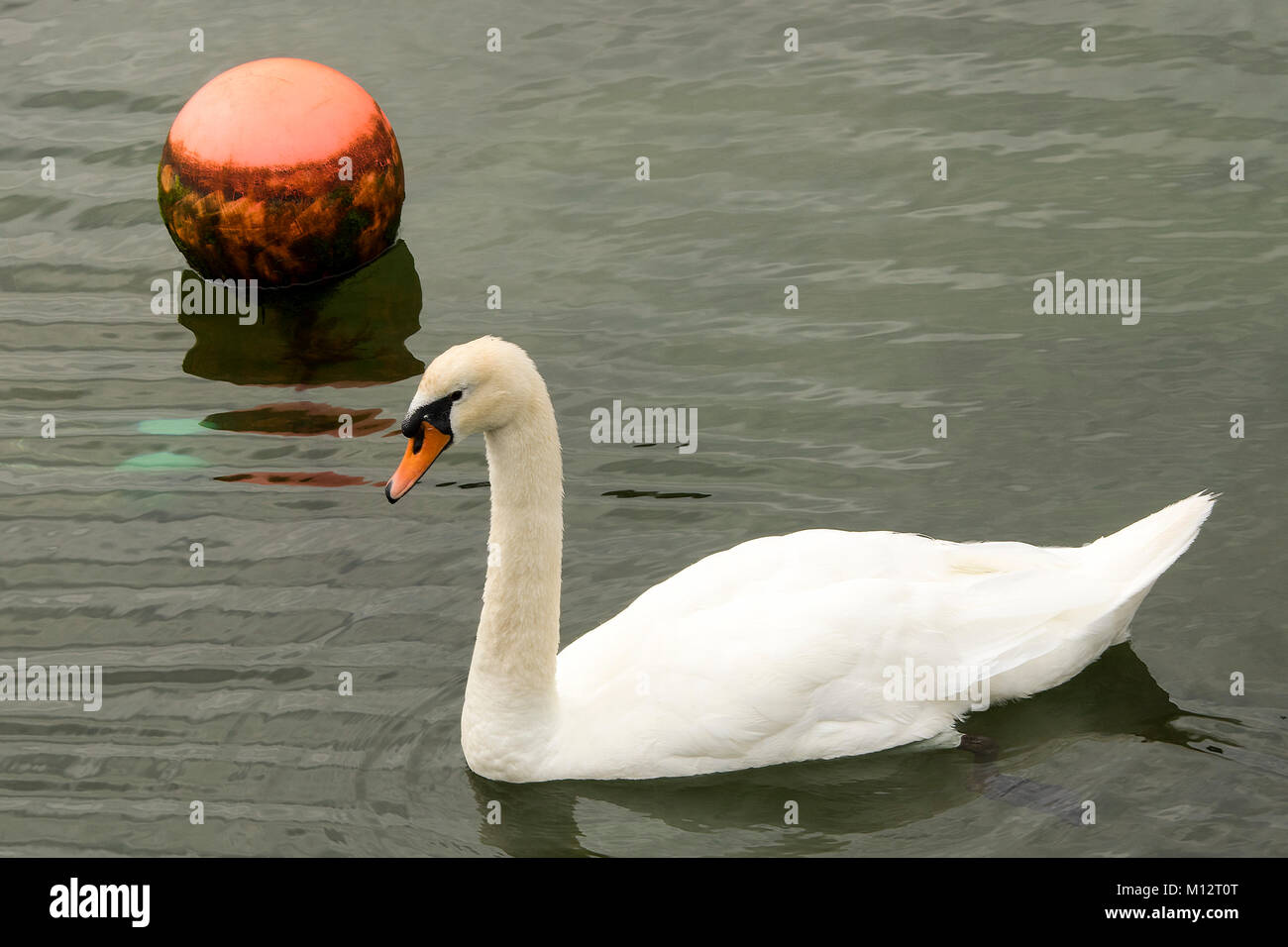 Swans with their young Rosscarbery West Cork Ireland Stock Photo - Alamy