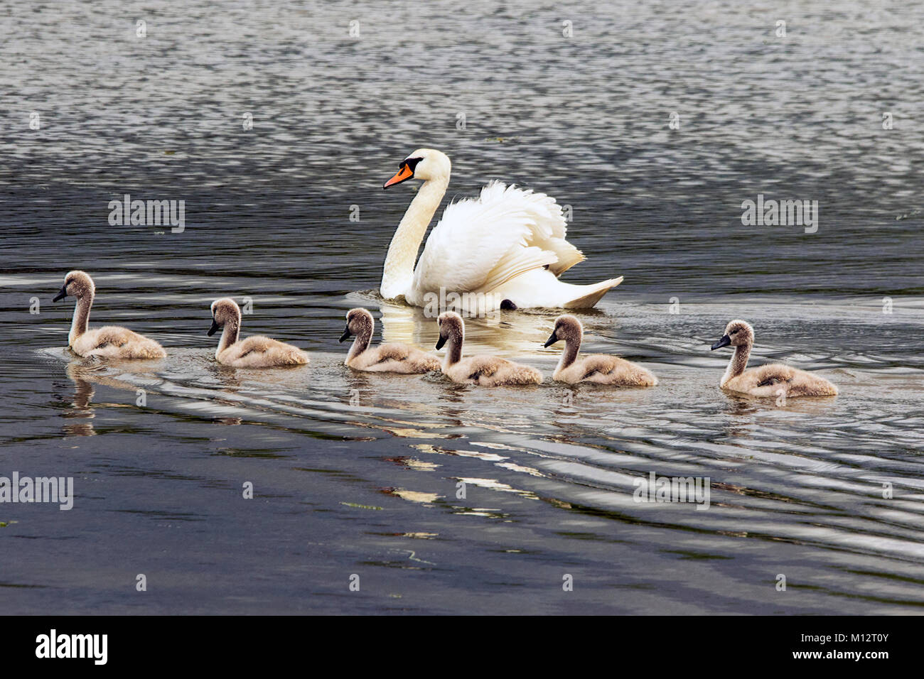 Swans with their young Rosscarbery West Cork Ireland Stock Photo - Alamy