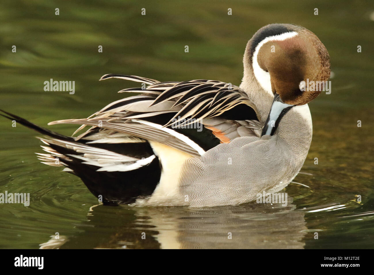 A colorful Northern Pintail drake preening on green water Stock Photo ...