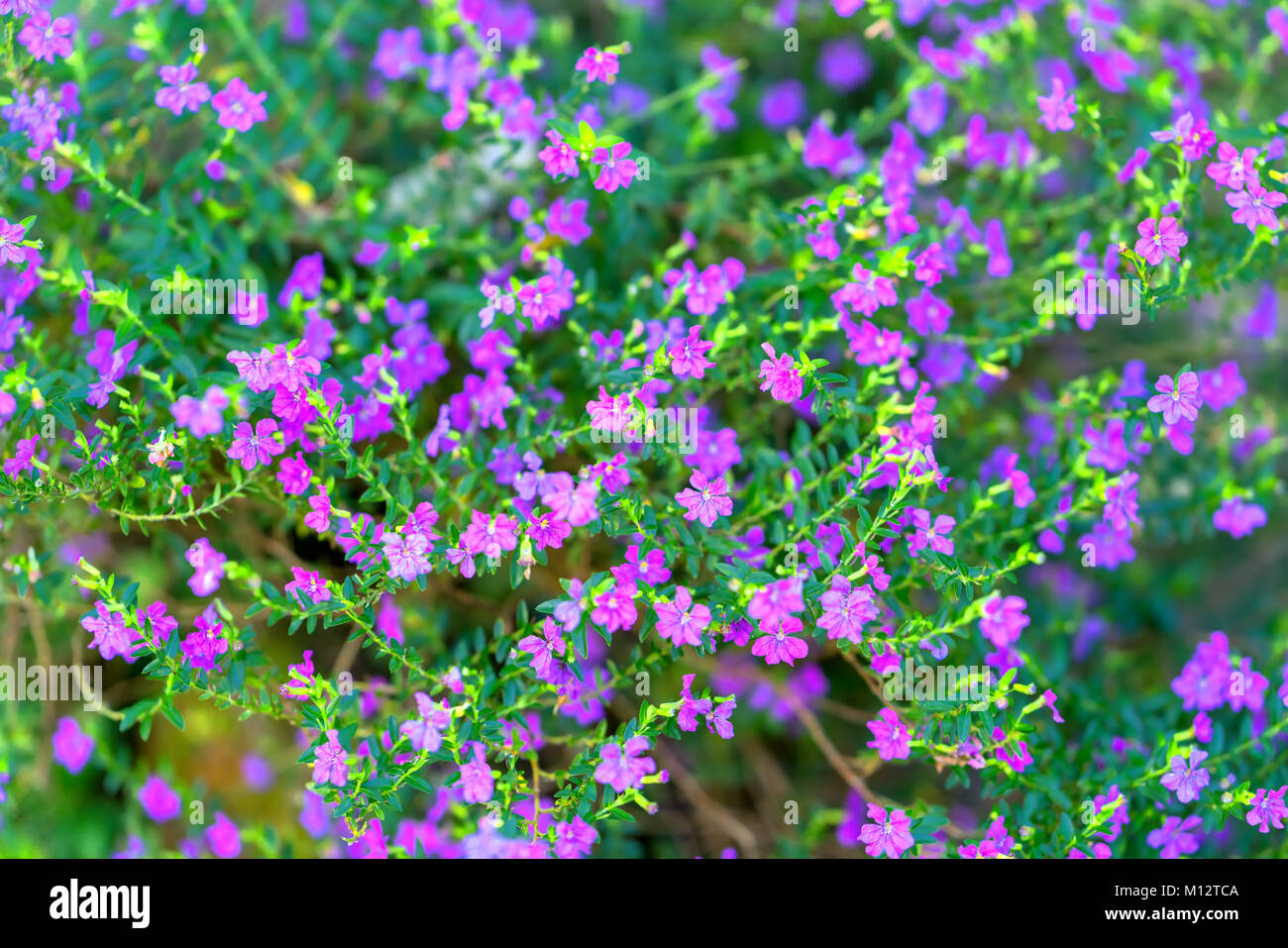Michaelmas daisy pattern hi-res stock photography and images - Alamy