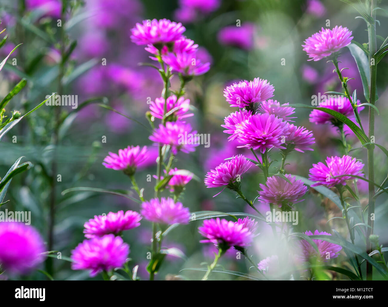 Michaelmas daisy pattern hi-res stock photography and images - Alamy