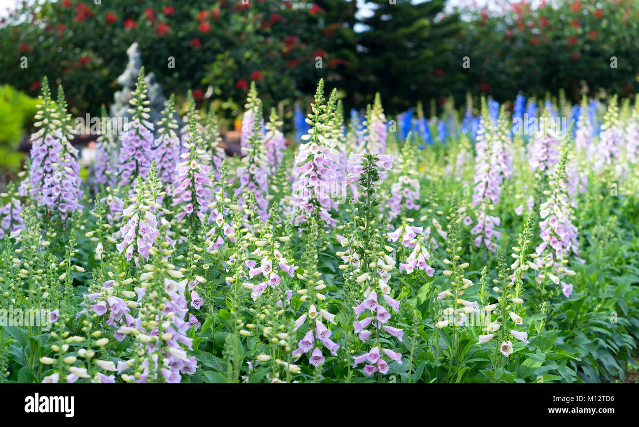 Digitalis or foxglove with mauve flowers with purple spots. Amazing ...