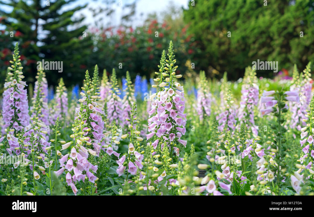 Digitalis or foxglove with mauve flowers with purple spots. Amazing ...