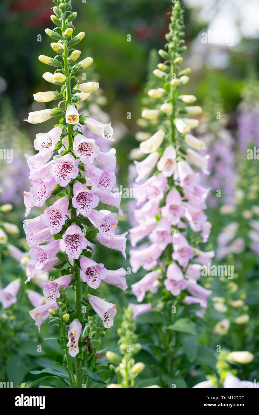Digitalis or foxglove with mauve flowers with purple spots. Amazing ...
