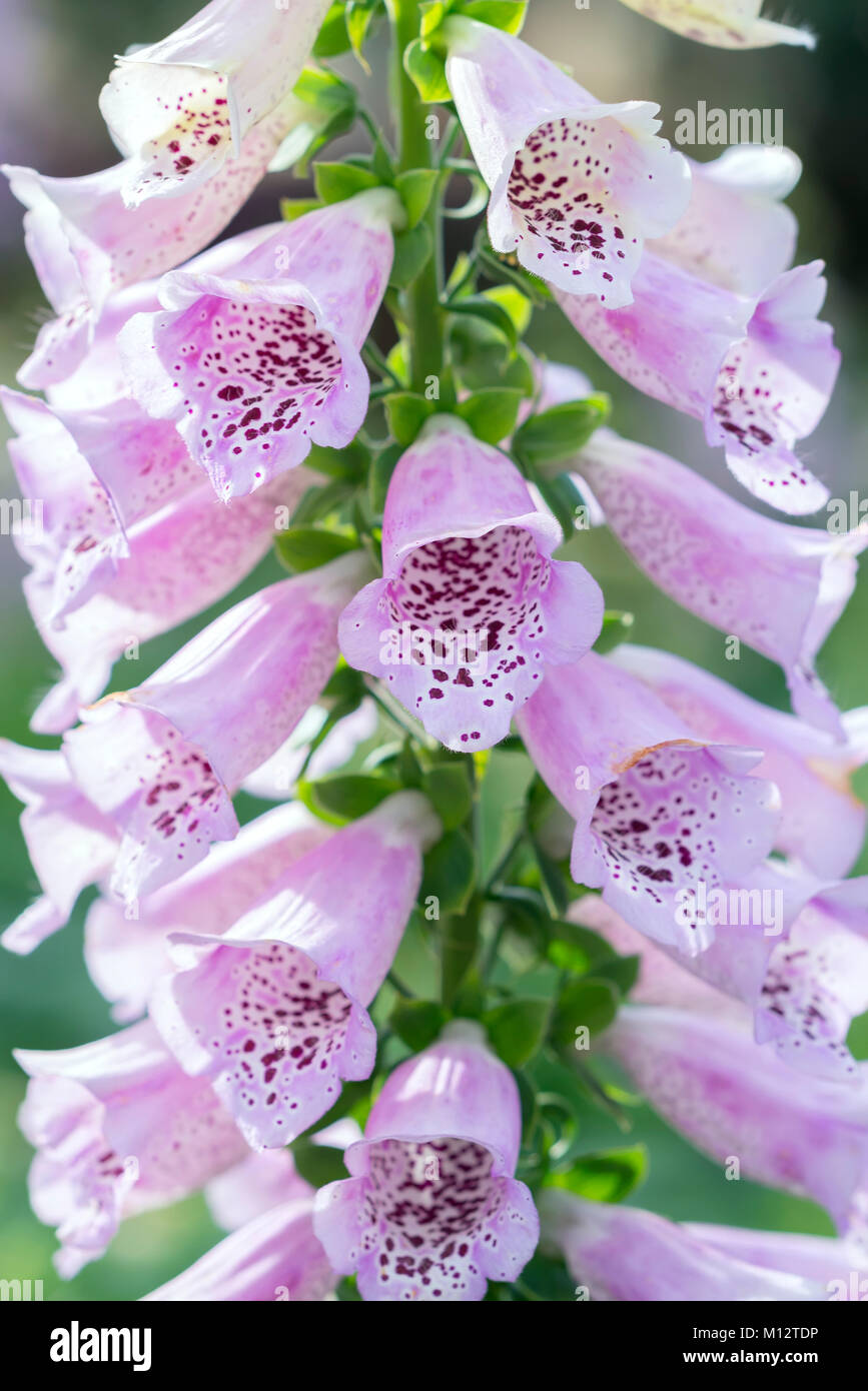 Digitalis or foxglove with mauve flowers with purple spots. Amazing ...