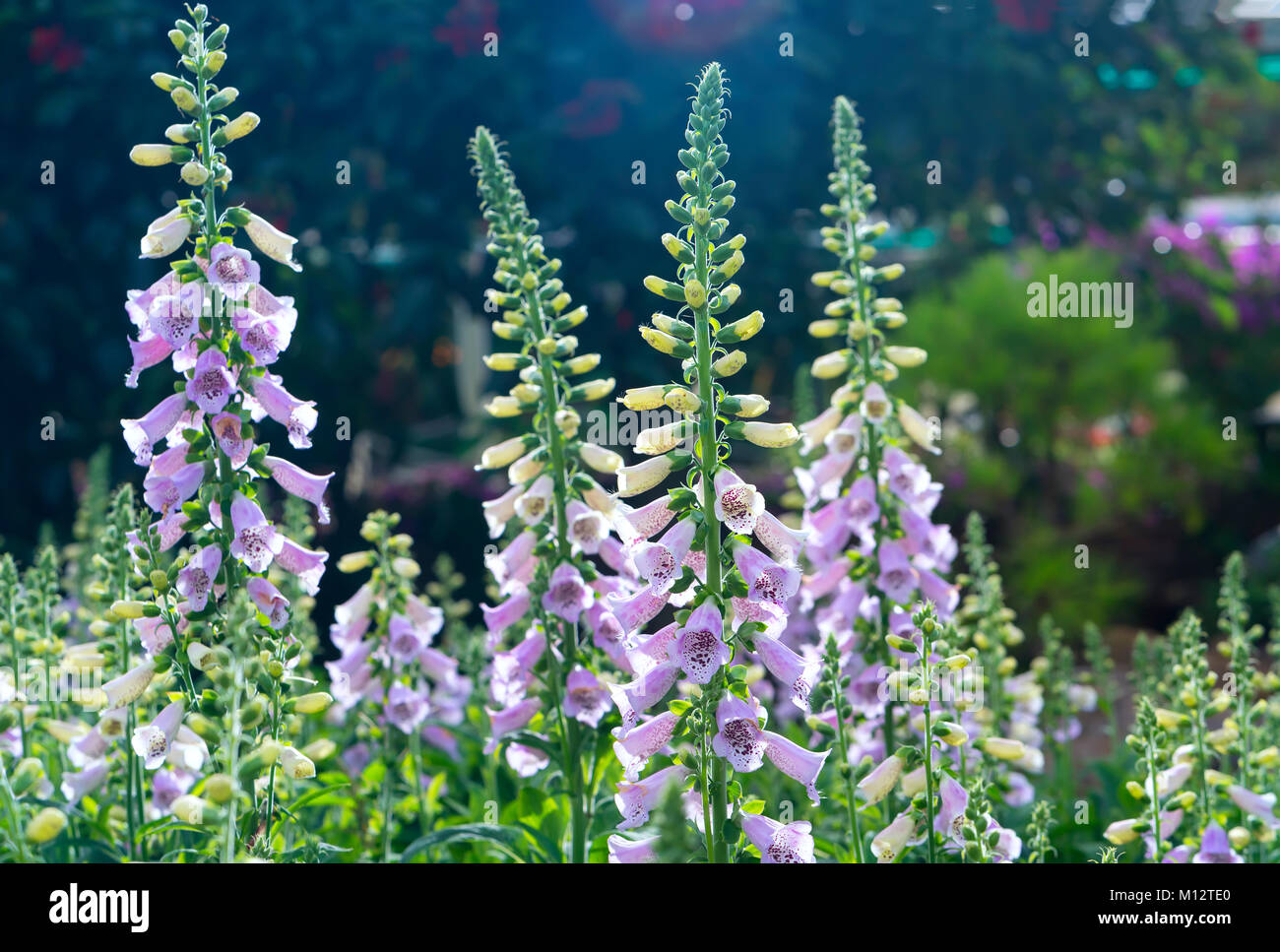 Digitalis or foxglove with mauve flowers with purple spots. Amazing ...